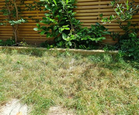 Is My Grass Dormant Or Dead Experts Share How To Revive Homebuilding