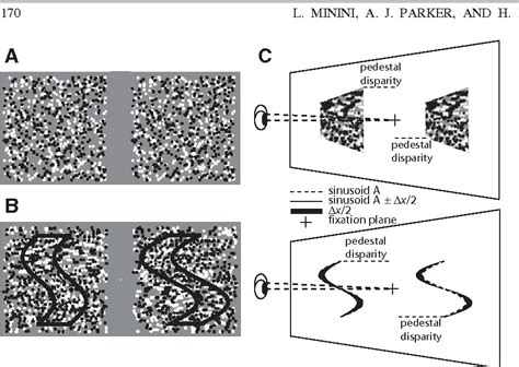 Figure 1 From Neural Modulation By Binocular Disparity Greatest In Human Dorsal Visual Stream