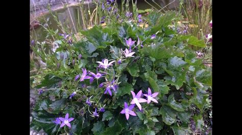 Франсуа Вийон Баллада примет Youtube