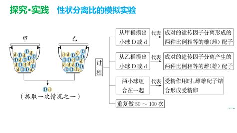 1 1孟德尔的豌豆杂交实验（一）第2课时课件 共44张ppt 2022 2023学年高一下学期生物人教版必修2 21世纪教育网