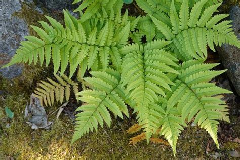 30 Different Types Of Ferns With Pictures Plantglossary