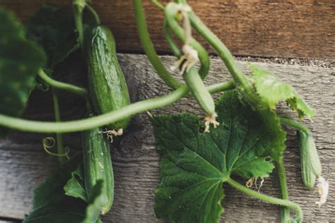 Чим підгодувати розсаду огірків і коли це потрібно робити Читайте на Ukr Net