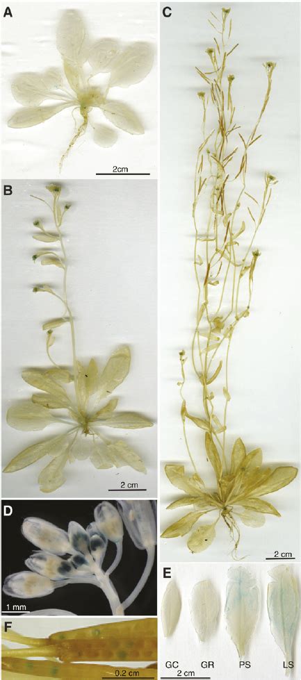 Spatial And Temporal Expression Of Sweet15 Download Scientific Diagram