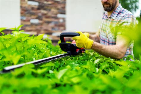 Tree Trimming Safety Tips To Avoid Injuries Property Damage