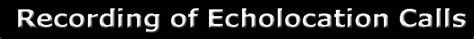Recording Of Echolocation Calls