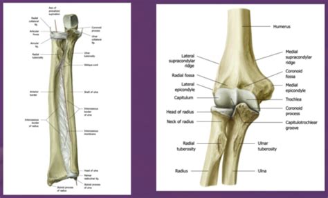 Msk Exam 2 Upper Extremity Disorders Elbow Flashcards Quizlet