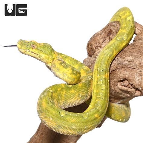Adult Biak Green Tree Pythons Morelia Viridis For Sale Underground