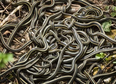 Snake Sex Orgies Knock Years Off Males Lives As Females Thrive