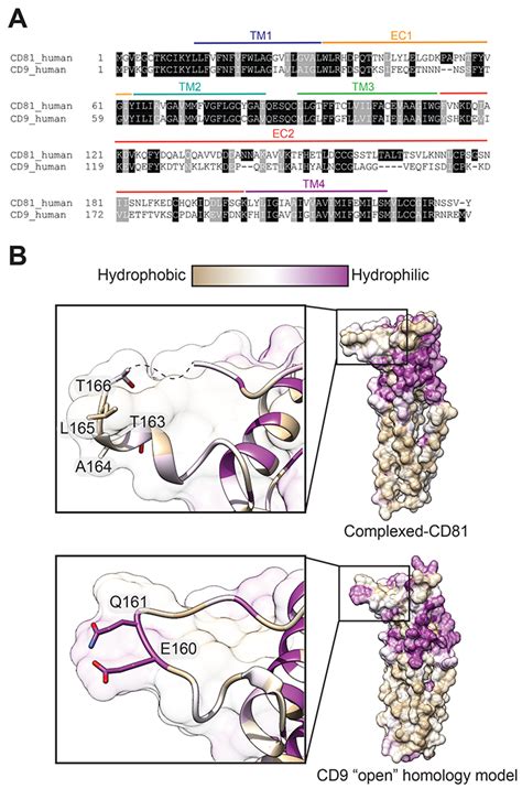 Cryo Em Structure Of The B Cell Co Receptor Cd19 Bound To The