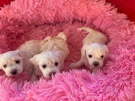 Maltezer Kuce Виница