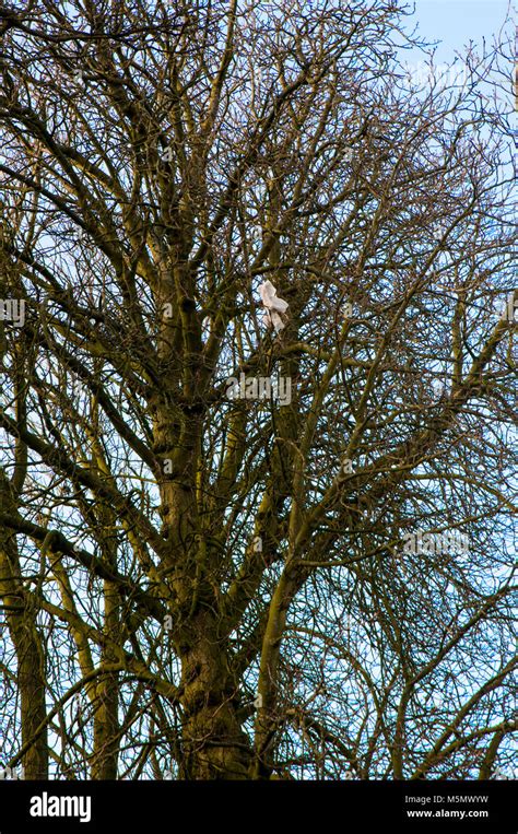 Plastic Bag Tree Hi Res Stock Photography And Images Alamy
