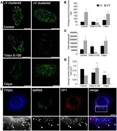 A2 Integrin Structures Contain Lipid Microdomains A Confocal Images