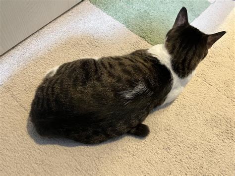 golang trust a self signed certificate in a scratch image