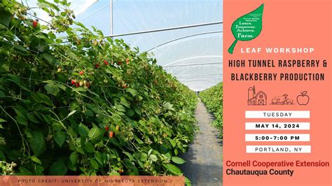 leaf high tunnel raspberry and blackberry production cornell lake erie