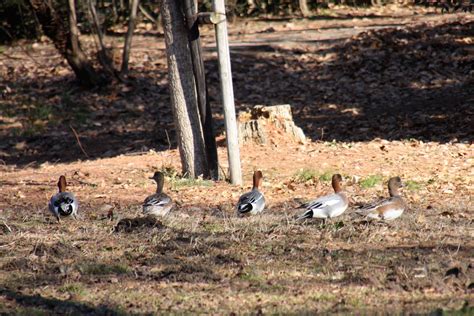 ヒドリガモ 散歩道で 1