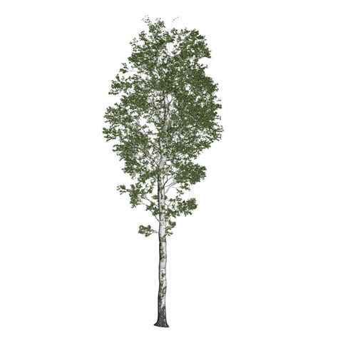 Premium Photo Set Of 3d Tree Rendering For Digital Composition Illustration Architecture