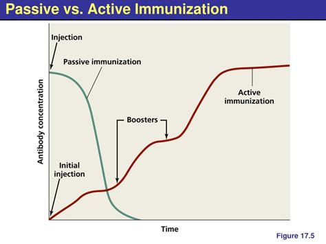 Ppt Immunization And Immune Testing Chapter 17 Powerpoint
