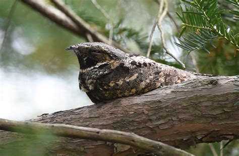 What Does It Mean When You Hear A Whippoorwill