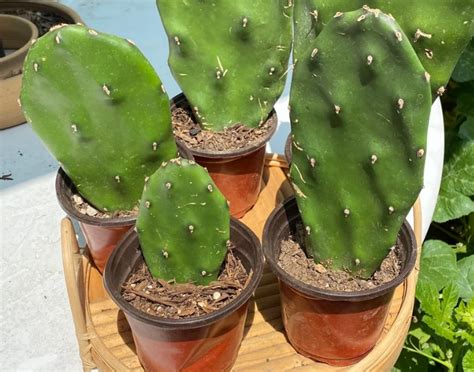 Opuntia Flowering Cycle When Do Prickly Pear Cactus Bloom Citycacti