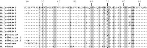 Alignment Of Partial Mhc Class Ii Drb Exon 2 Amino Acid Sequences Of M