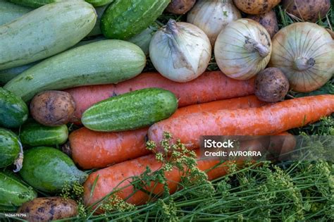 농장의 푸른 잔디에 유기농 채소 성장하는 유기농 제품 수확 농업 개념 신선한 작물 토마토 수확 당근 감자 오이 야외 활동 0명에