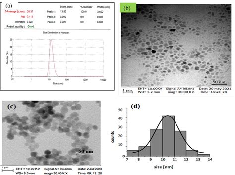 A Particle Size Distribution Of Spions Obtained By Dls Tem