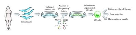 To Generate Ipscs Fibroblasts Or Another Type Of Adult Somatic Cell Download Scientific