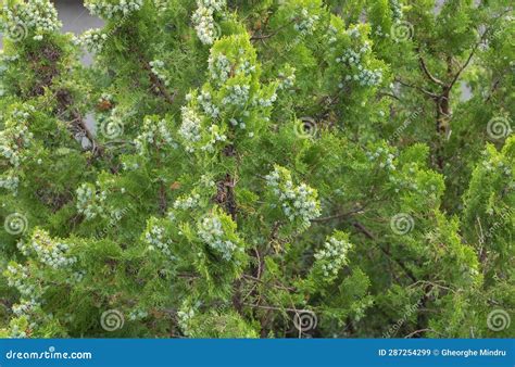 Green Platycladus Orientalis Branch Close Up Coniferous Tree Stock