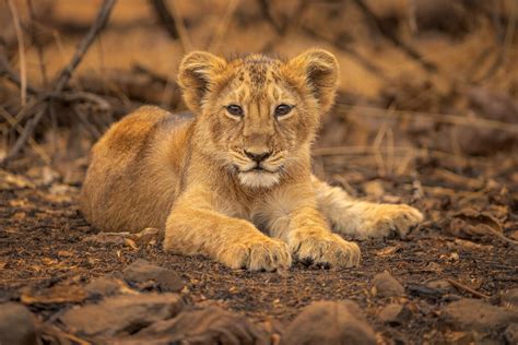 Asiatic Lion Cub Portrait Francis J Taylor Photography
