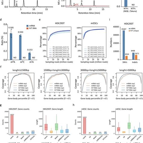 RNA Modifications Detected Using LC MS MS Dot Blot Assays And Download Scientific Diagram