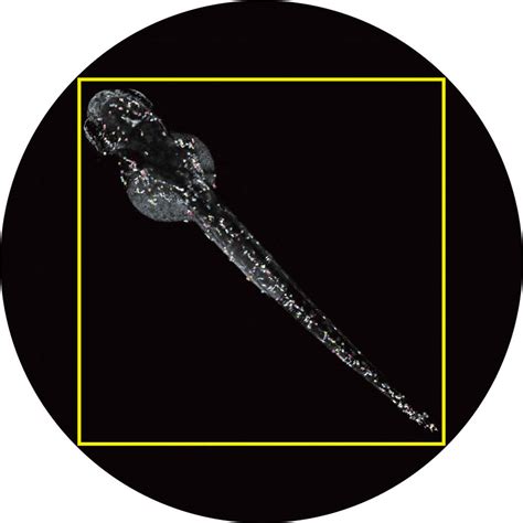 Eclipse Ji For Research Eclipse Ji Digital Microscopes Microscope Products Nikon