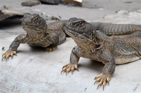 شکار مارمولک خاردار در پاکستان برای تقویت قوای جنسی فیلم