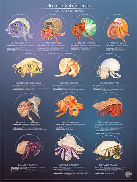 Hermit Crab Species Poster Contains 13 Drawings Of Different Species