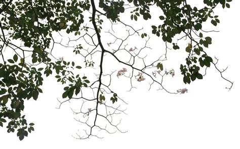 Jungle Tree Png