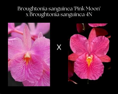 Broughtonia Sanguinea Var Tipo ‘pink Moon X ‘4n La Foresta Orchids