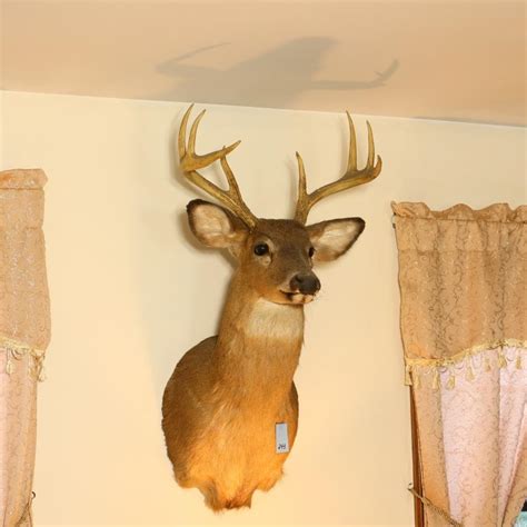 Bid Now Taxidermy Buck Bust 8 Points May 6 0122 1100 Am Edt