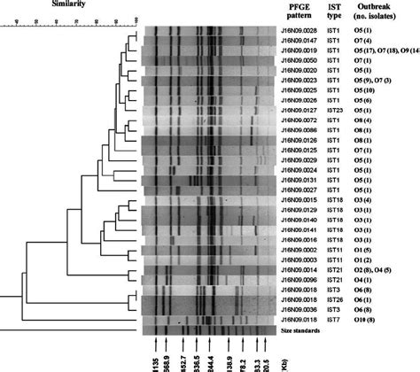 dendrogram generated with noti digested pfge patterns of shigella