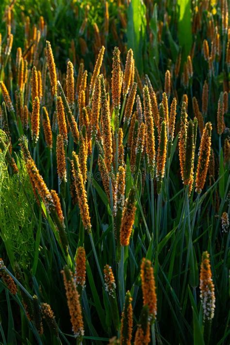Close Up Of A Meadow Of Blooming Orange Alopecurus Aequalis A Common