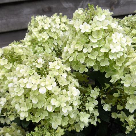 Hydrangea Paniculata Bobo Ilvobo Pbr