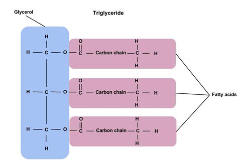Structure Of Triglyceride