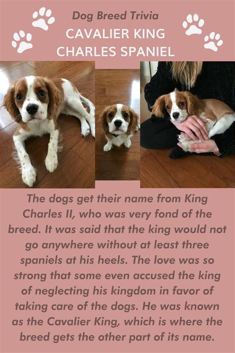 Best 13 Top 1200 Cavalier King Charles Spaniel Names From A Z 2024