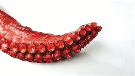 Premium Photo Octopus Tentacle Close Up