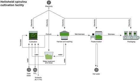 Spirulina Algae Diagram