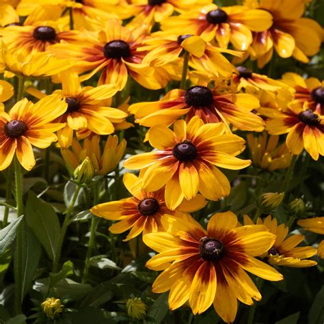Rudbeckia Sunbeckia Luna White Flower Farm
