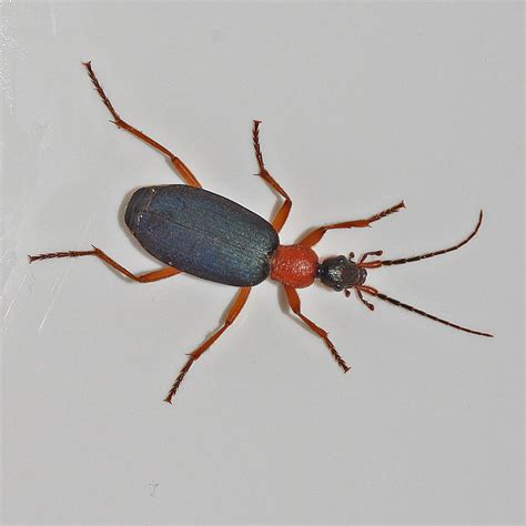 Bug Othe Week False Bombardier Beetle Redux Riveredge Nature Center