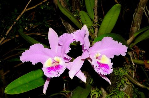 Orquídea Flor De Mayo Cattleya Mossiae Flor Nacional De Venezuela