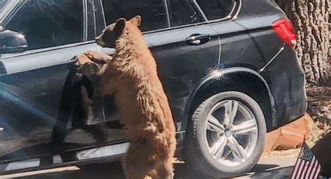Tahoe Bear Seen Breaking Into Six Cars In One Neighborhood