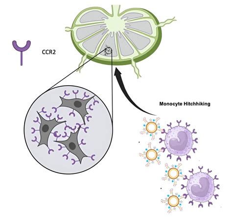 Nanoparticle Targets Lymph Nodes For Improved Mri Detection Statnano