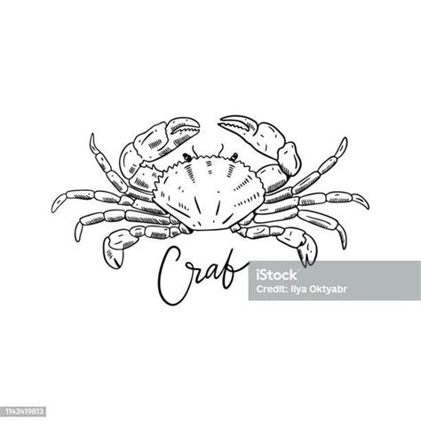 게 손으로 그린 벡터 일러스트입니다 조각 스타일입니다 흰색 배경에 고립입니다 게에 대한 스톡 벡터 아트 및 기타 이미지 게 스케치 갈고리 발톱 Istock