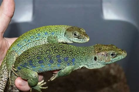 Ornate Uromastyx Care Sheet Reptiles Cove